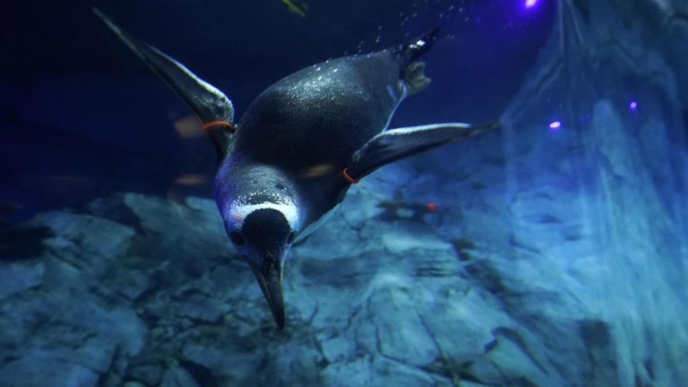 [FOTO] - Mengunjungi Pusat Konservasi Penguin Terbesar di Dunia ...