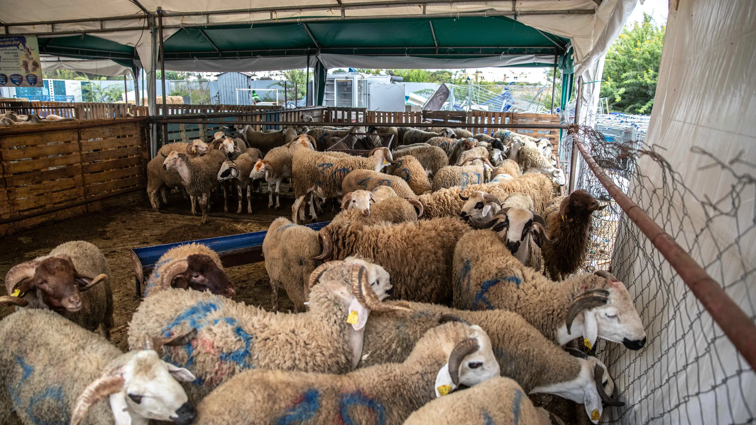 Kendati Masih Lama, Raja Maroko Meminta Kaum Muslim Tidak Sembelih ...